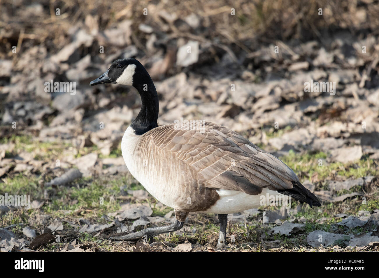Goose on land hi-res stock photography and images - Alamy