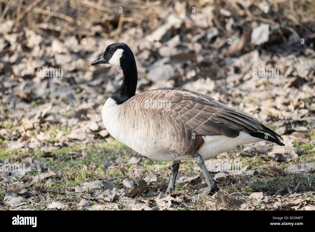Goose on land hi-res stock photography and images - Alamy