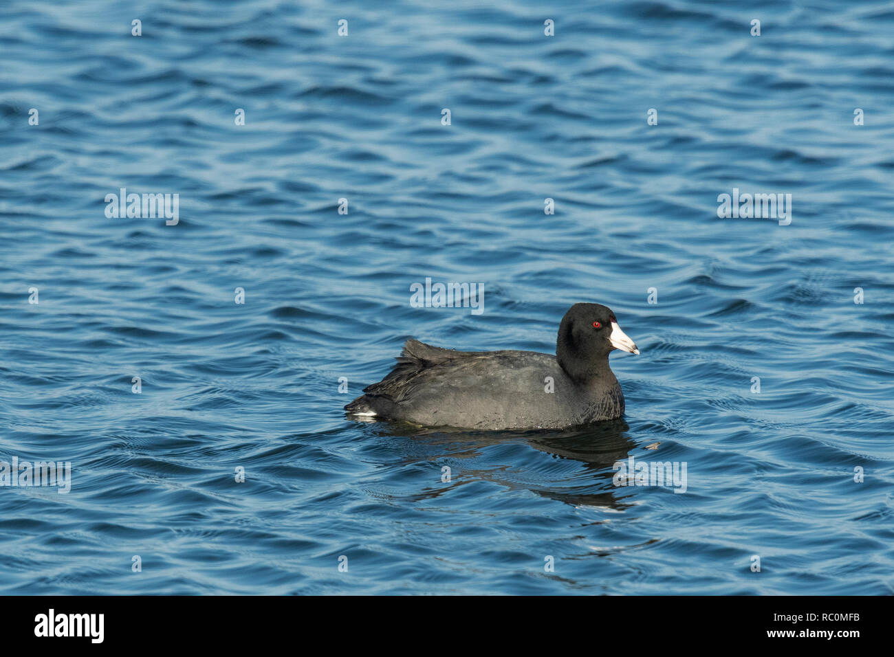 American Coot swimming in blue water Stock Photo - Alamy
