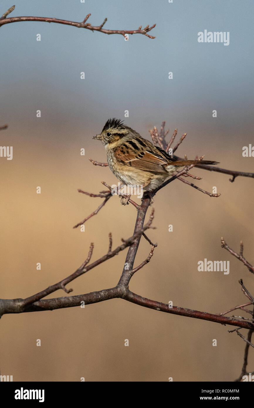 Tree perch limb hi-res stock photography and images - Alamy