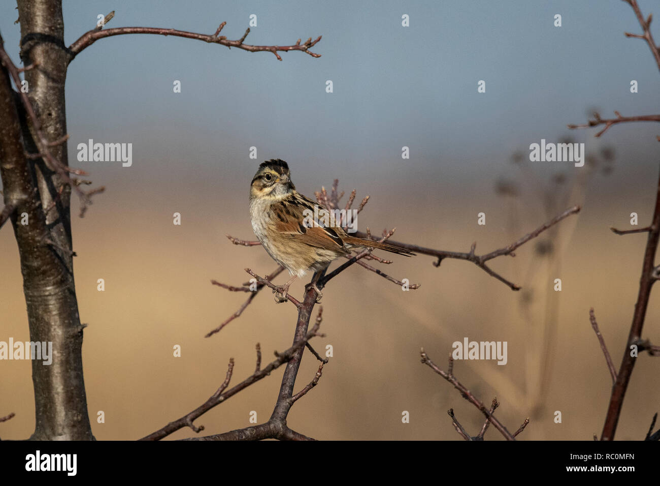 Lincoln's Sparrow perched on tree limb Stock Photo - Alamy
