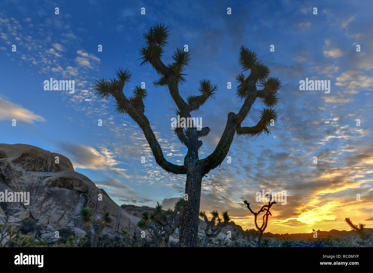 Beautiful landscape in Joshua Tree National Park in California Stock ...
