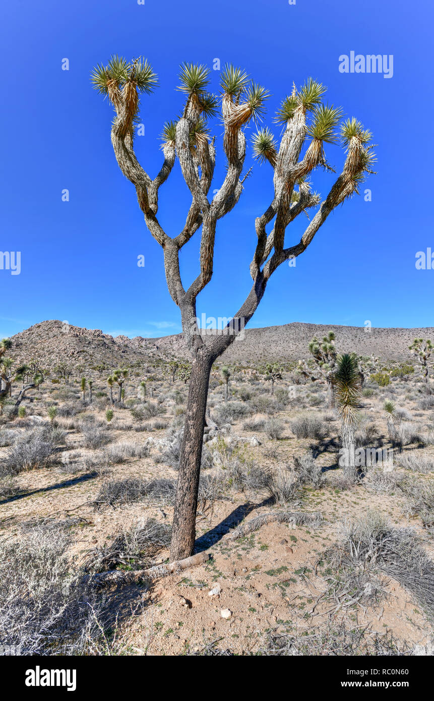 Beautiful landscape in Joshua Tree National Park in California Stock ...