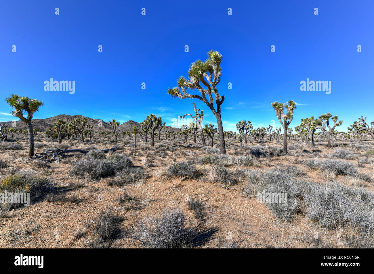 Beautiful landscape in Joshua Tree National Park in California Stock ...