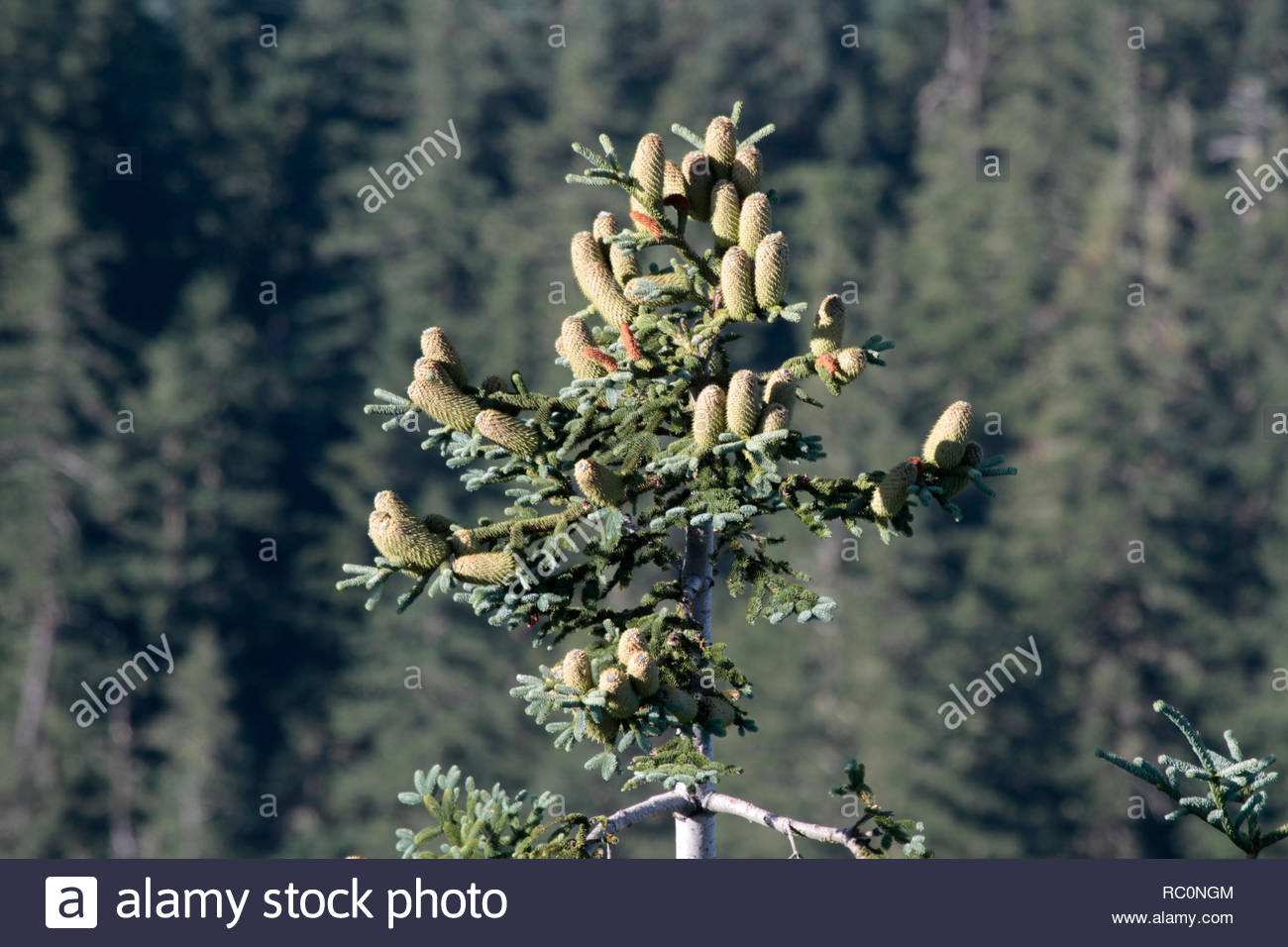Noble Fir Tree Stock Photos & Noble Fir Tree Stock Images - Alamy