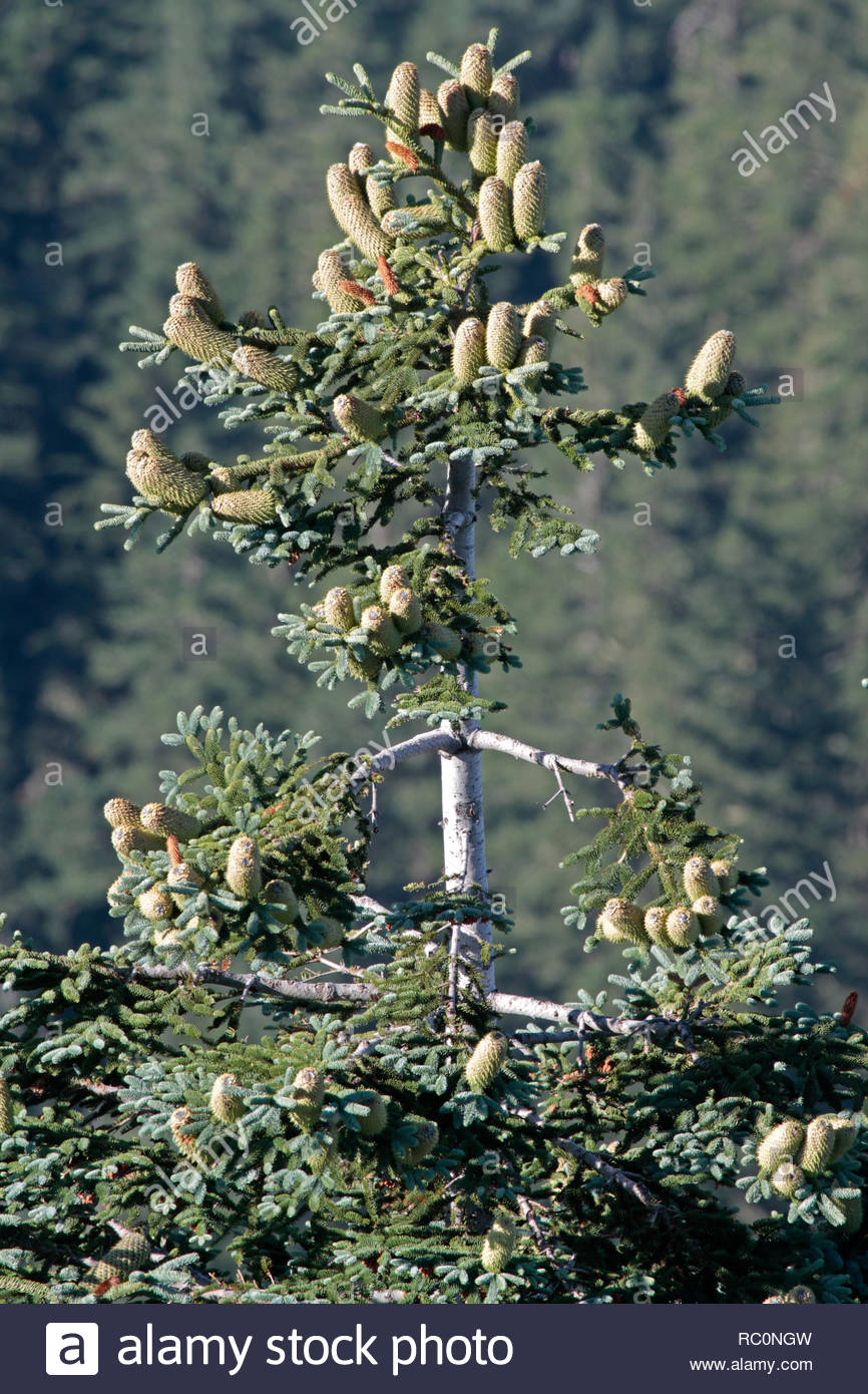 Noble Fir Tree Stock Photos & Noble Fir Tree Stock Images - Alamy