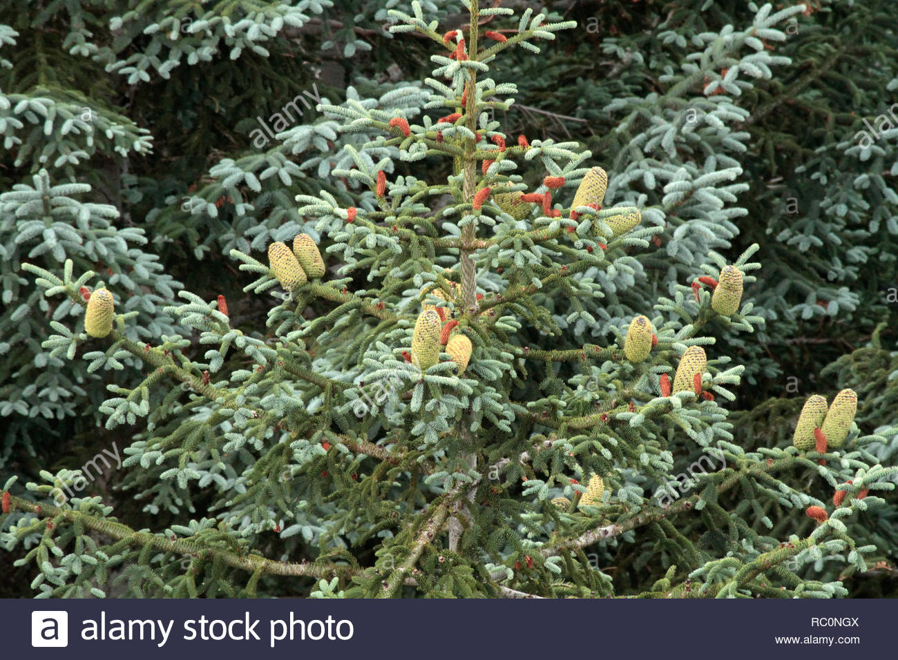 Noble Fir Tree Stock Photos & Noble Fir Tree Stock Images - Alamy