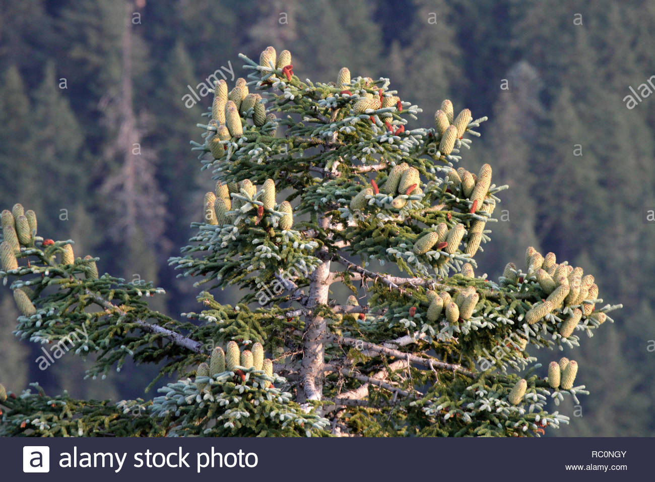Noble Fir Tree Stock Photos & Noble Fir Tree Stock Images - Alamy