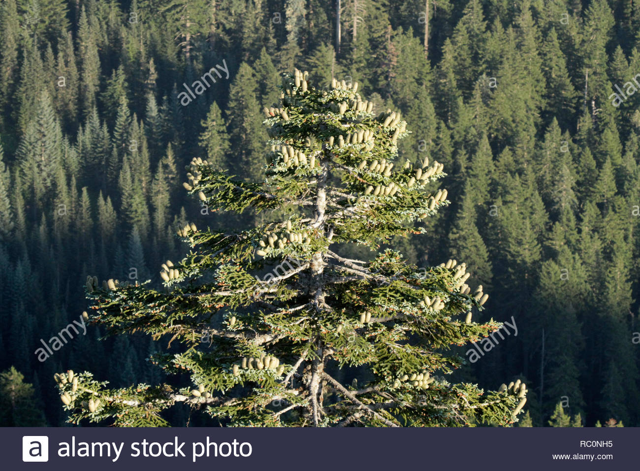 Noble Fir Tree Stock Photos & Noble Fir Tree Stock Images - Alamy