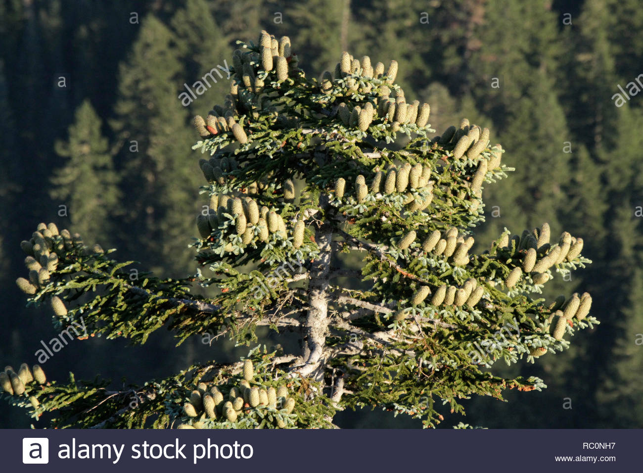 Noble Fir Tree Stock Photos & Noble Fir Tree Stock Images - Alamy