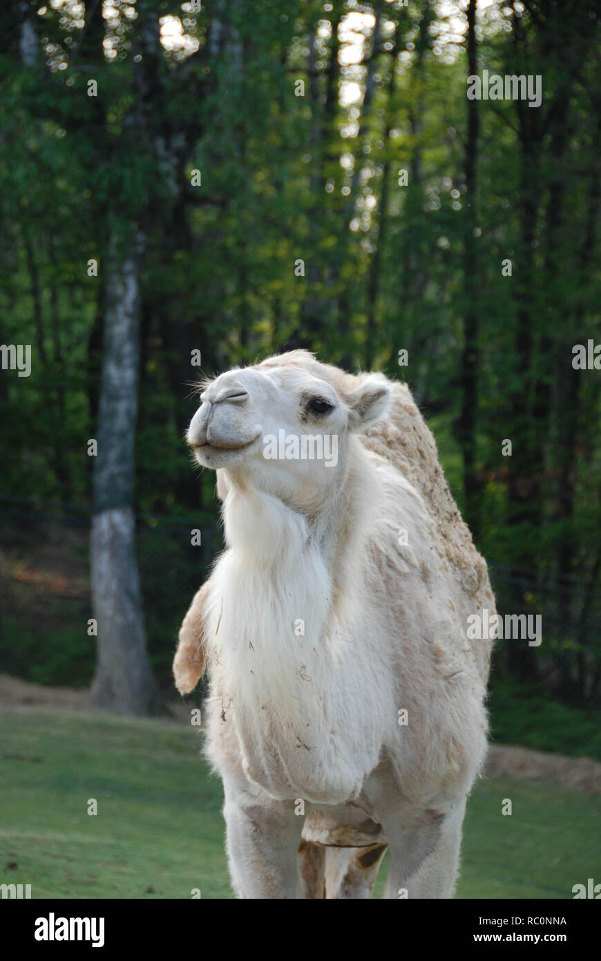 Dromedary head with curious look Stock Photo - Alamy