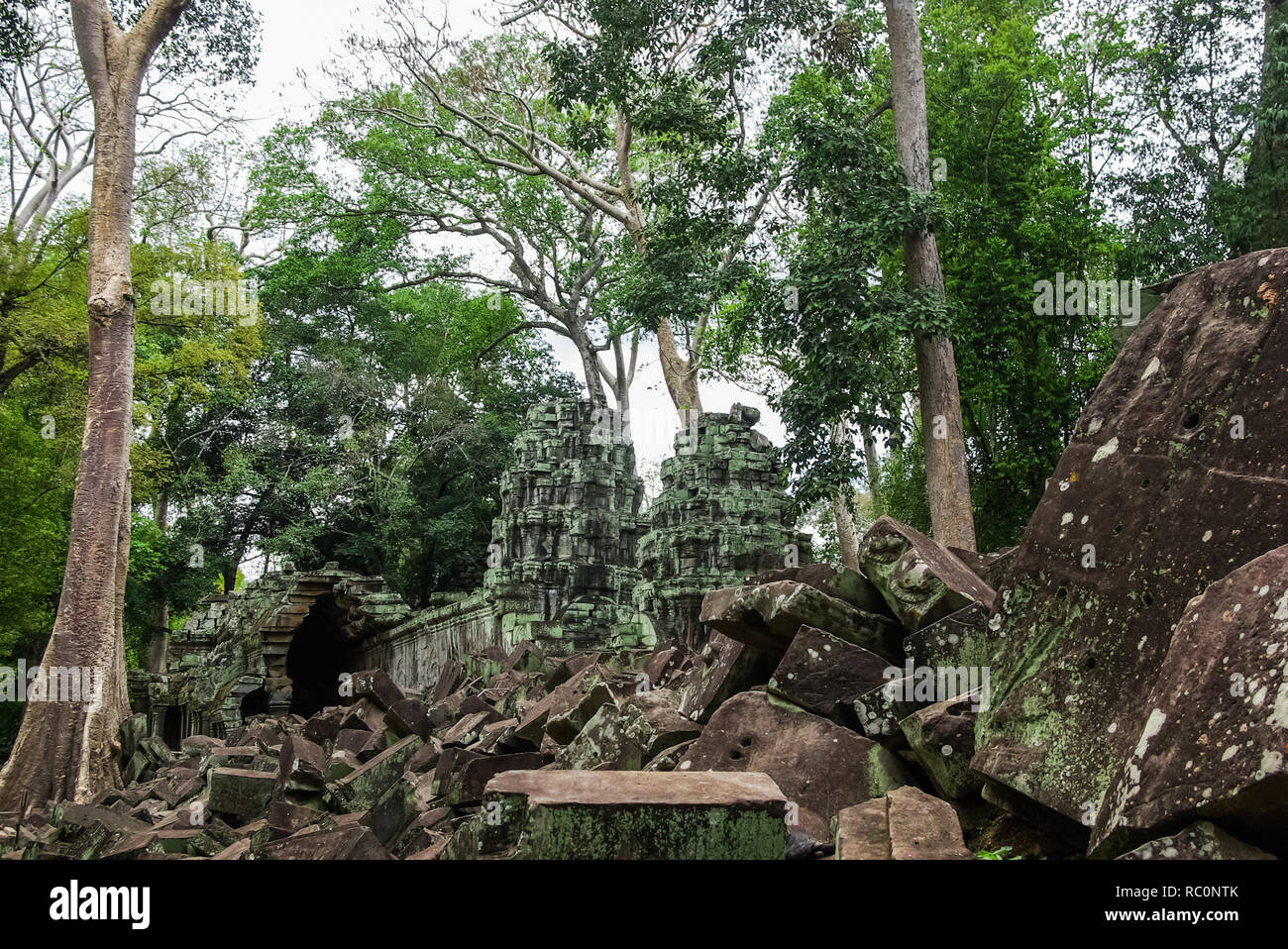 Trees on the ruins of Angkor, jungle come. Stone Gate of Angkor Thom in ...
