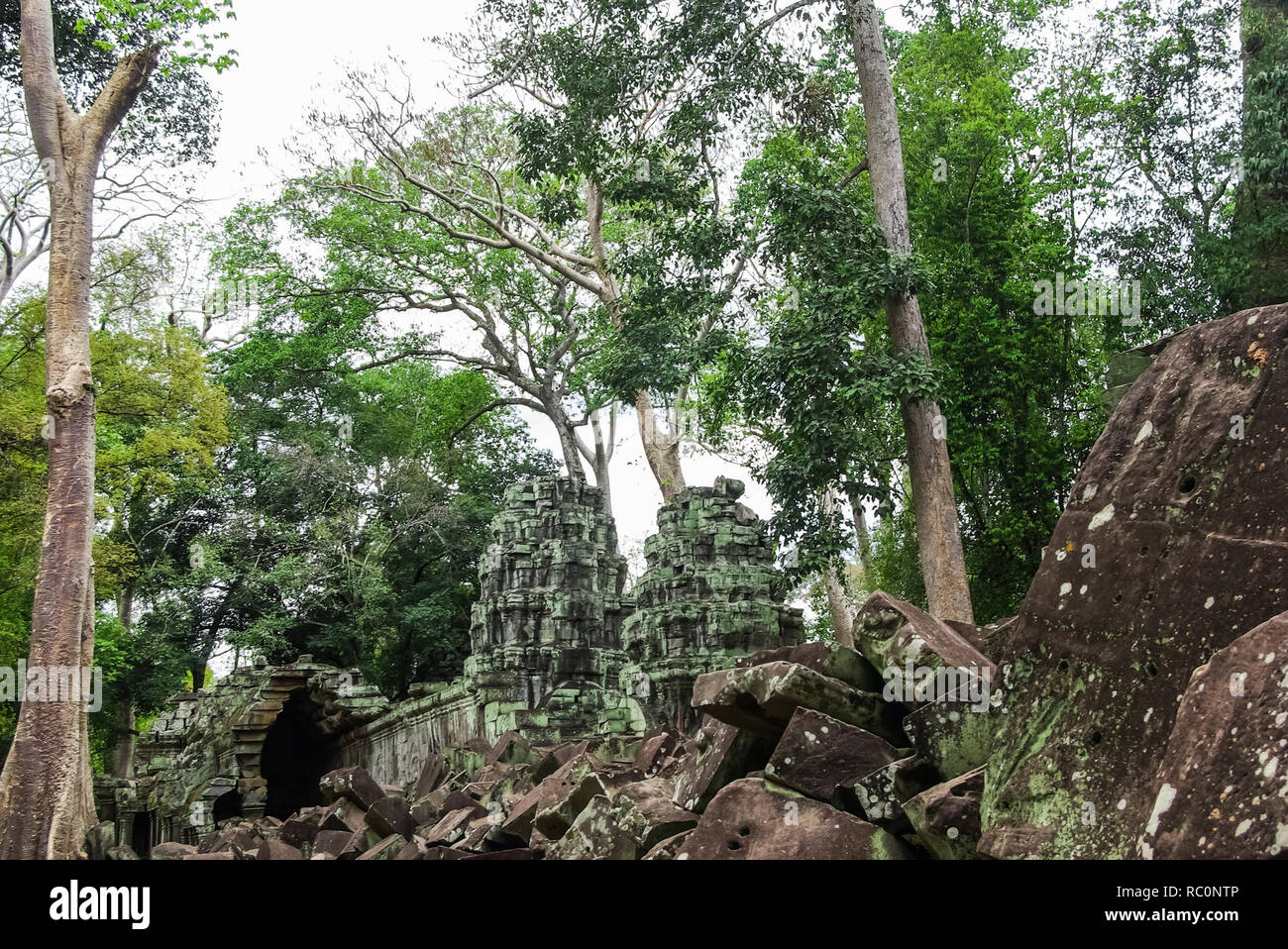 Trees on the ruins of Angkor, jungle come. Stone Gate of Angkor Thom in ...