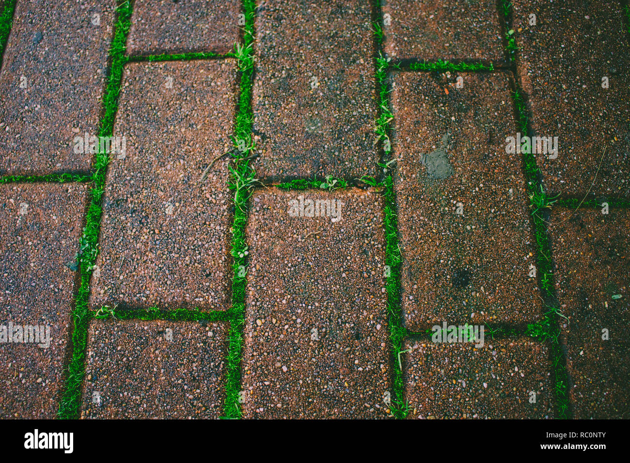 Brick road. Grass and moss grows through the brick road Stock Photo - Alamy