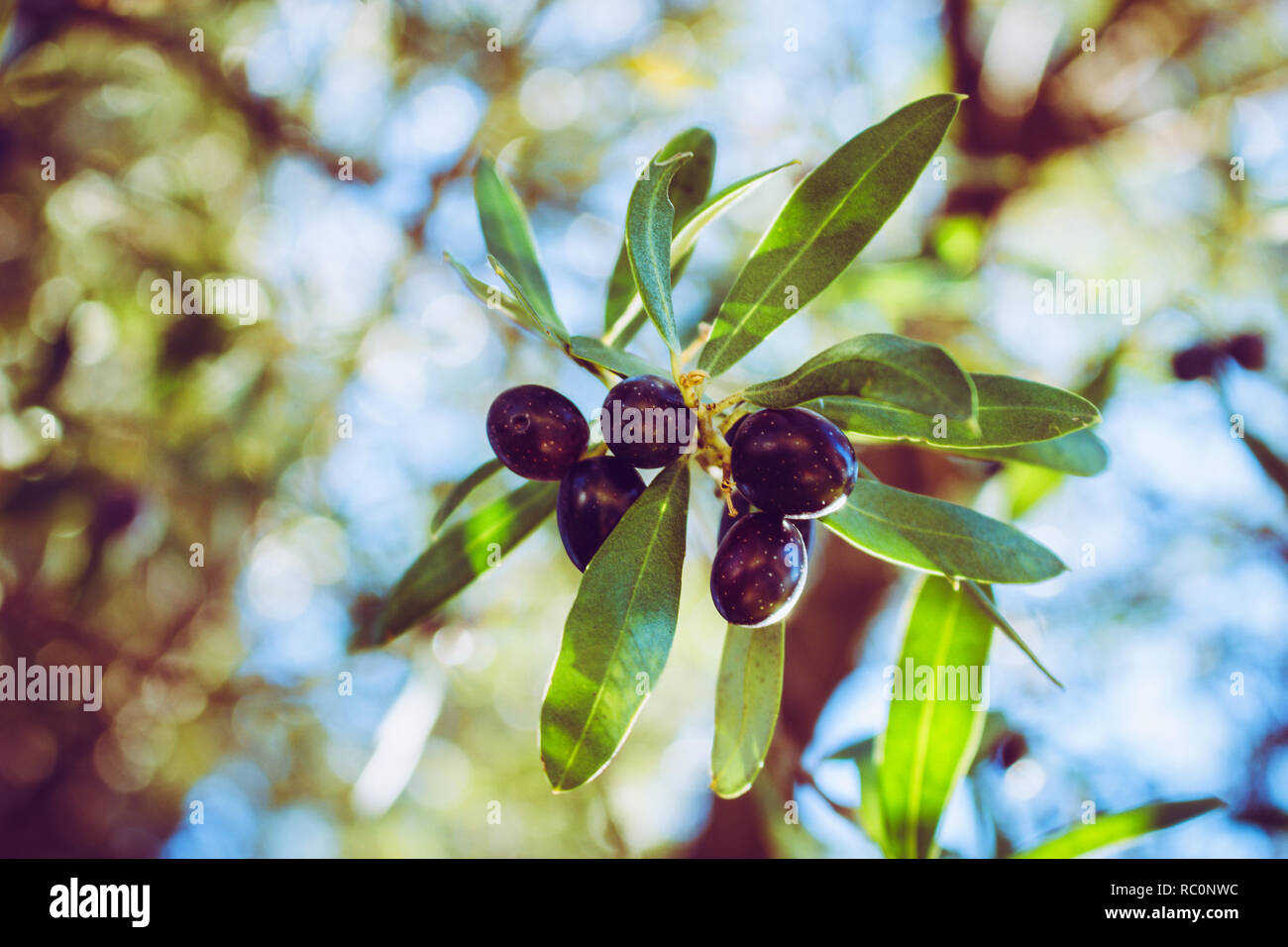 Olive tree. Ripe olives on a branch, bright sunlight Stock Photo - Alamy