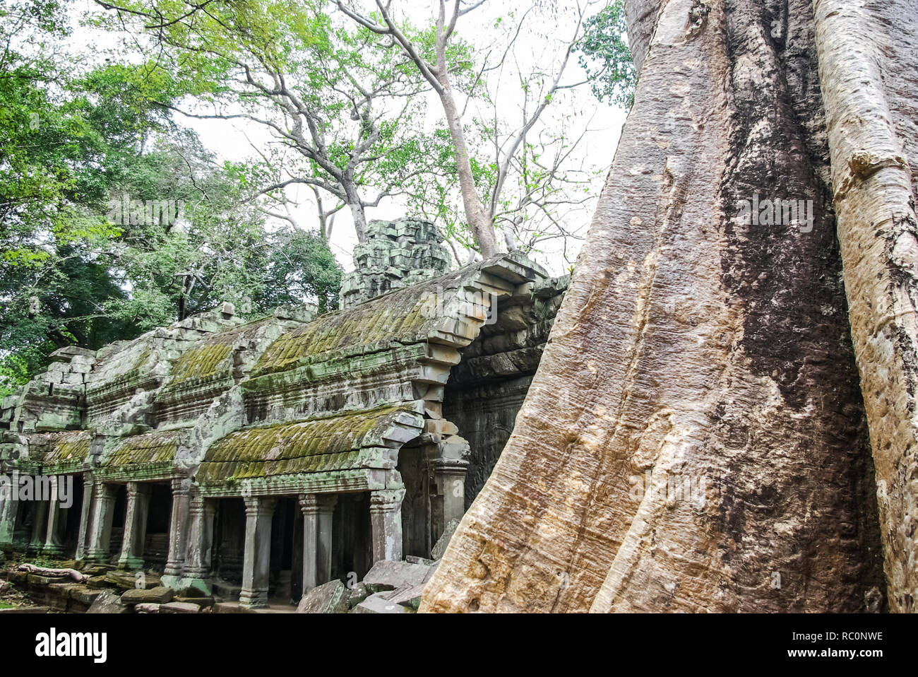 Trees on the ruins of Angkor, jungle come. Stone Gate of Angkor Thom in ...