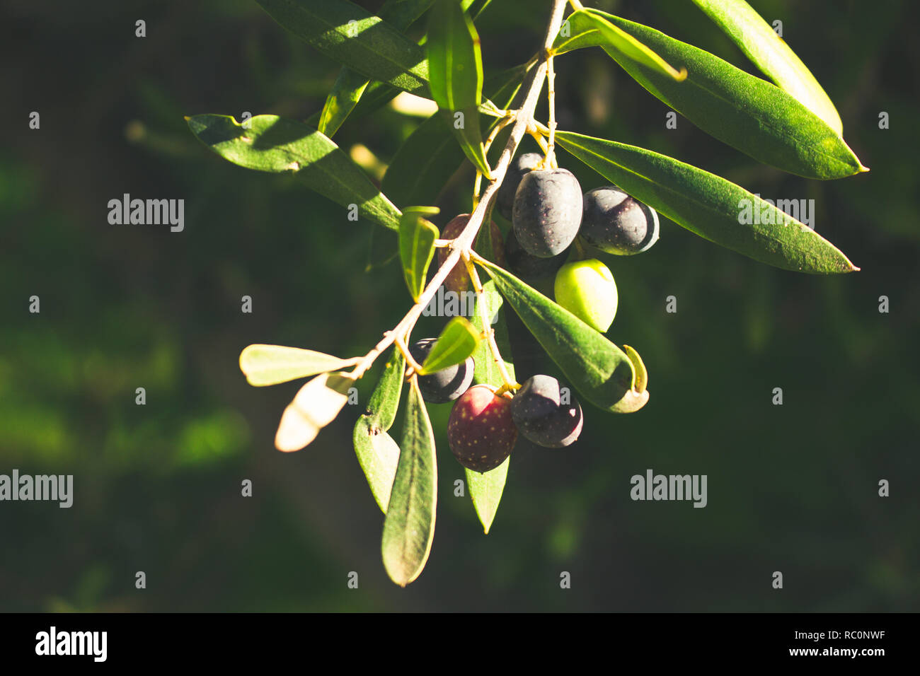 Olive tree. Ripe olives on a branch, bright sunlight Stock Photo - Alamy
