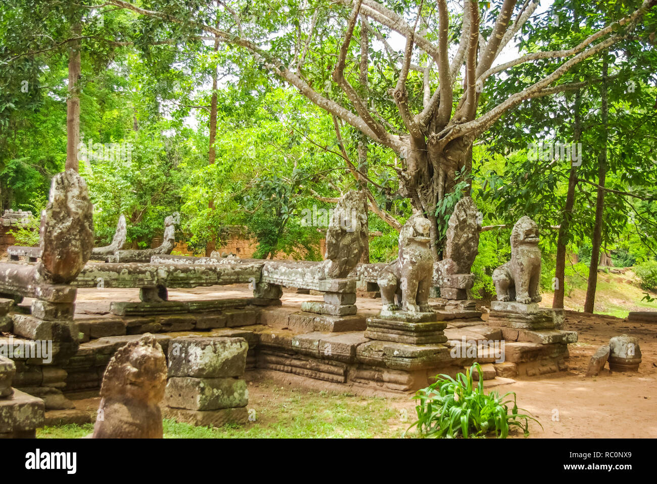 Trees on the ruins of Angkor, jungle come. Stone Gate of Angkor Thom in ...
