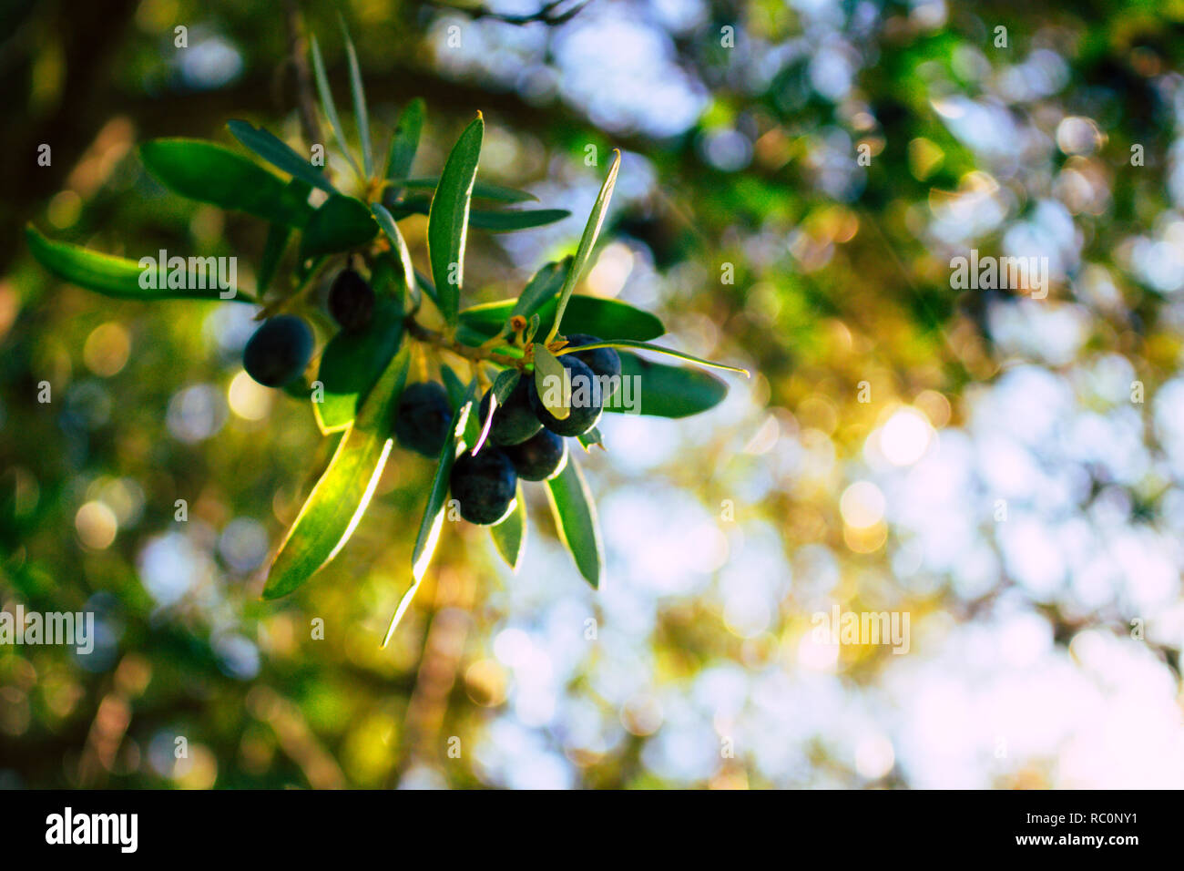 Olive tree. Ripe olives on a branch, bright sunlight Stock Photo - Alamy