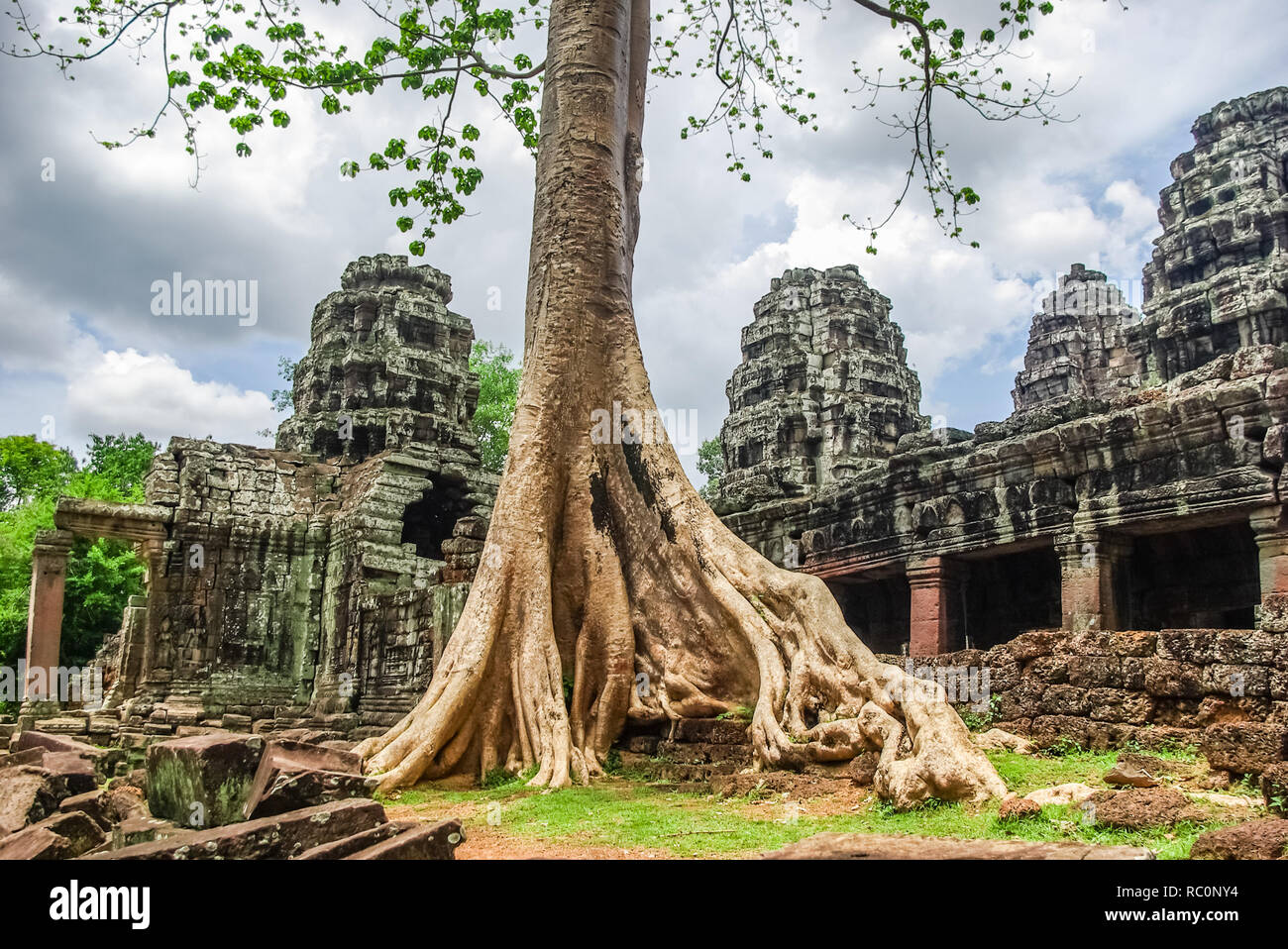 Trees on the ruins of Angkor, jungle come. Stone Gate of Angkor Thom in ...