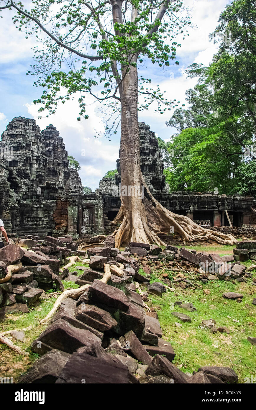 Trees on the ruins of Angkor, jungle come. Stone Gate of Angkor Thom in ...
