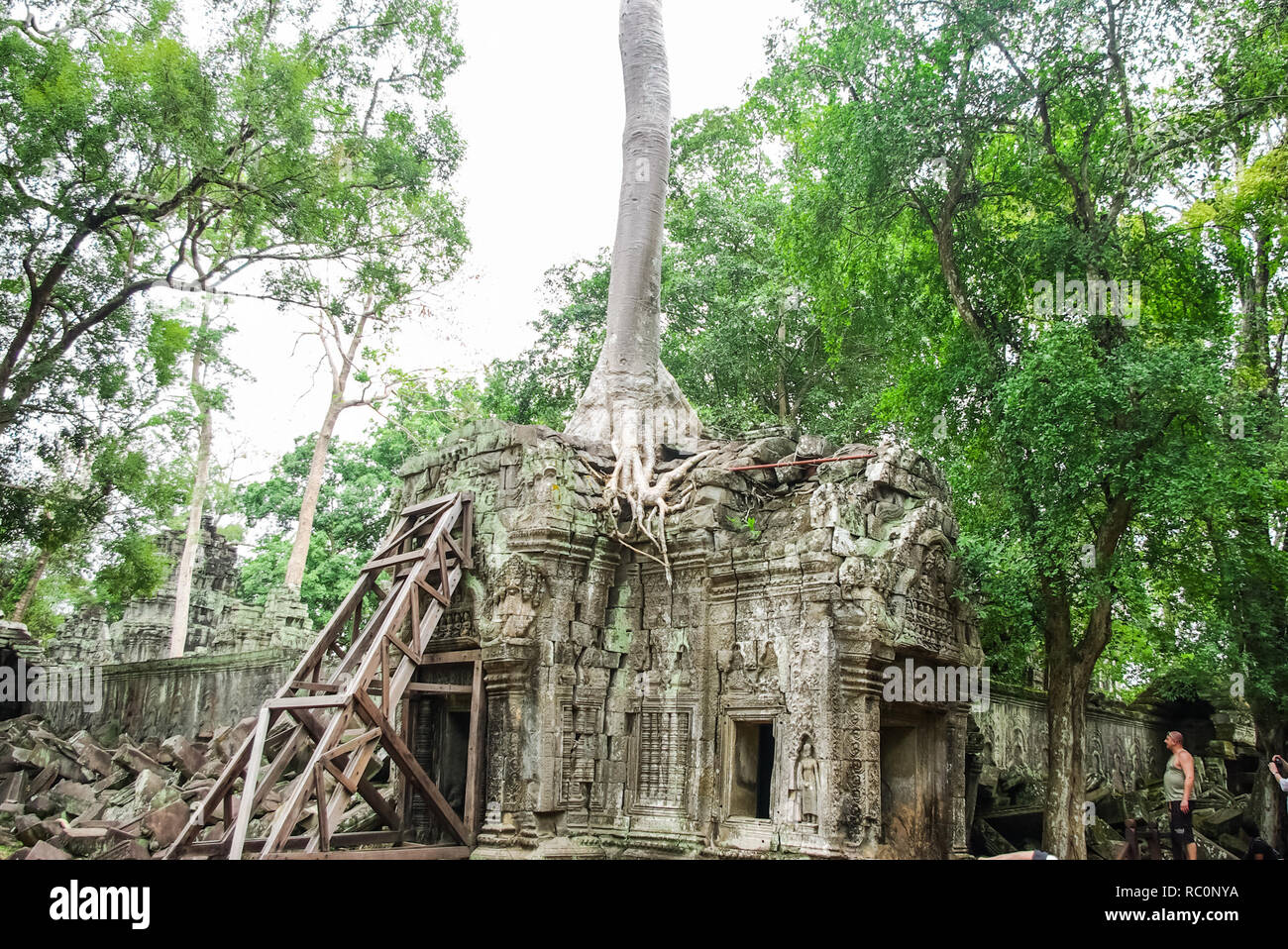 Trees on the ruins of Angkor, jungle come. Stone Gate of Angkor Thom in ...