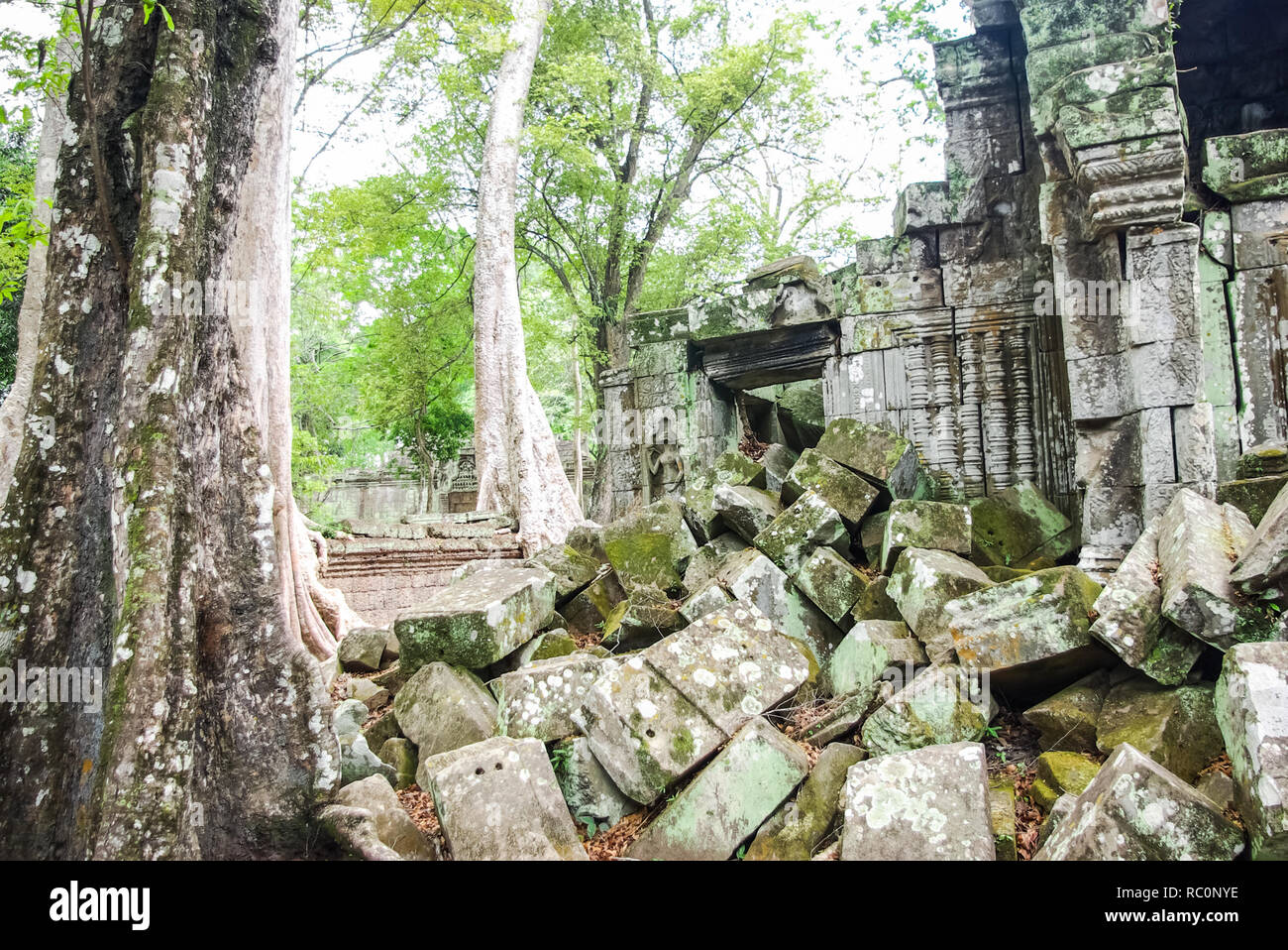 Trees on the ruins of Angkor, jungle come. Stone Gate of Angkor Thom in ...