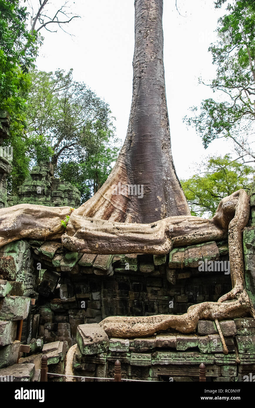Trees on the ruins of Angkor, jungle come. Stone Gate of Angkor Thom in ...