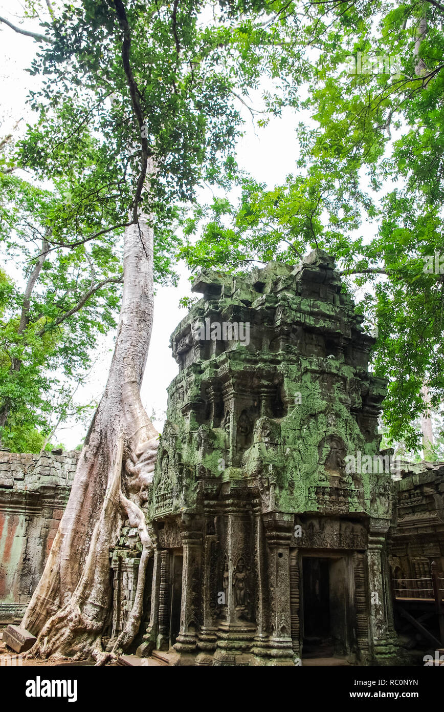 Trees on the ruins of Angkor, jungle come. Stone Gate of Angkor Thom in ...