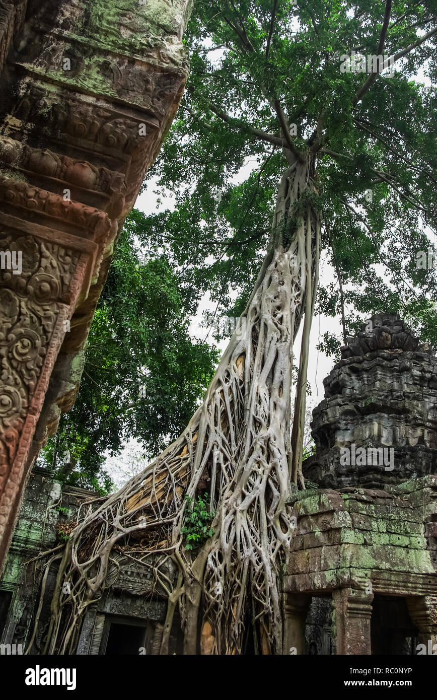 Trees on the ruins of Angkor, jungle come. Stone Gate of Angkor Thom in ...
