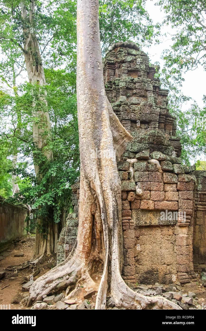 Trees on the ruins of Angkor, jungle come. Stone Gate of Angkor Thom in ...