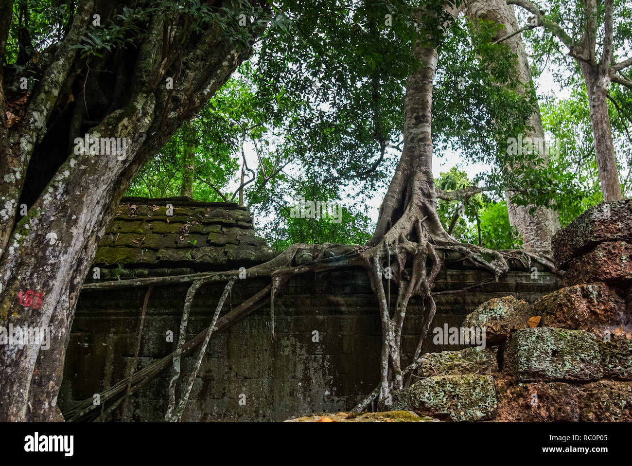 Trees on the ruins of Angkor, jungle come. Stone Gate of Angkor Thom in ...