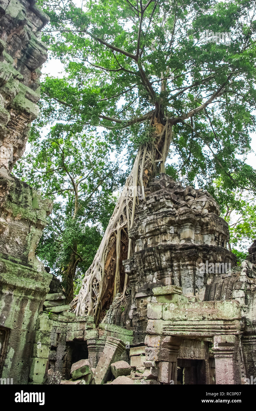 Trees on the ruins of Angkor, jungle come. Stone Gate of Angkor Thom in ...