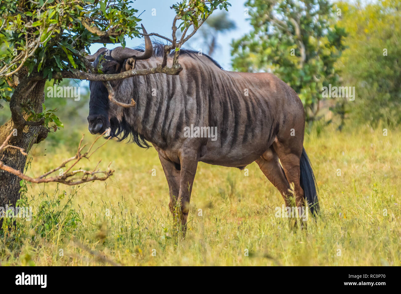 Black wildebeast hi-res stock photography and images - Alamy