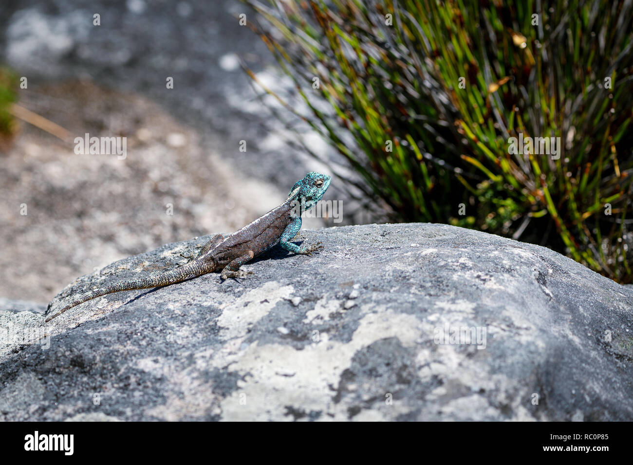 Cape town reptile hi-res stock photography and images - Alamy
