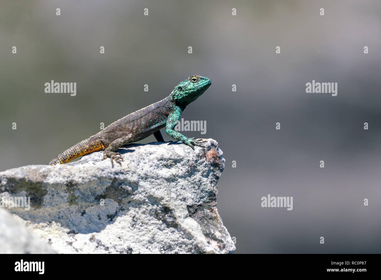 Mountain lizard south africa hi-res stock photography and images - Alamy