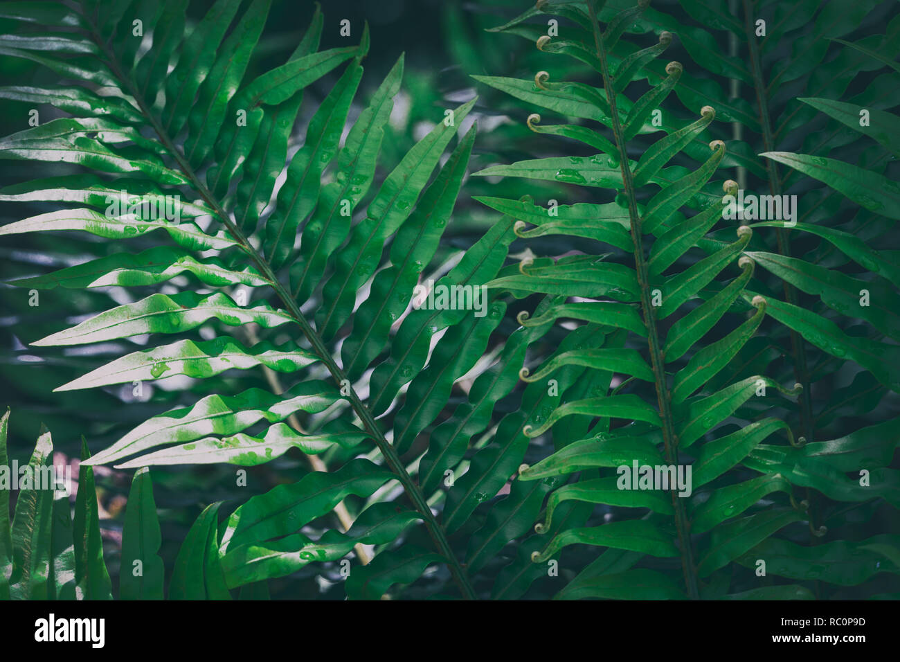 Big fern in tropical forest, natural background image Stock Photo - Alamy