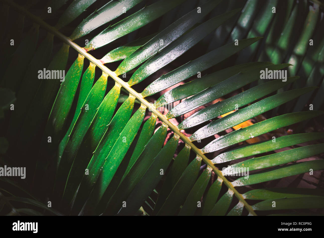 Big dark fern in tropical forest, natural background image Stock Photo ...
