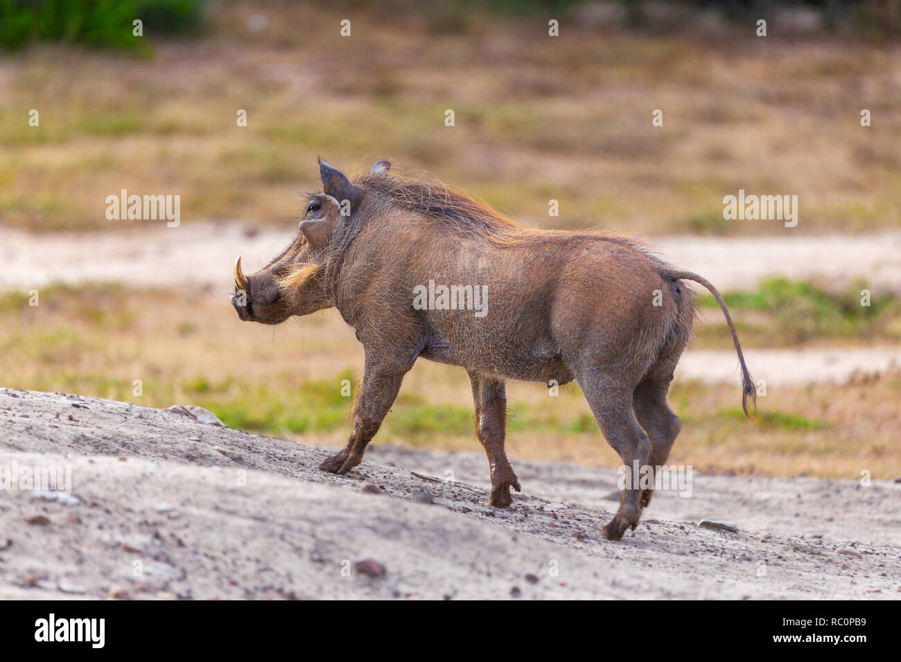 Warthog walking hi-res stock photography and images - Alamy
