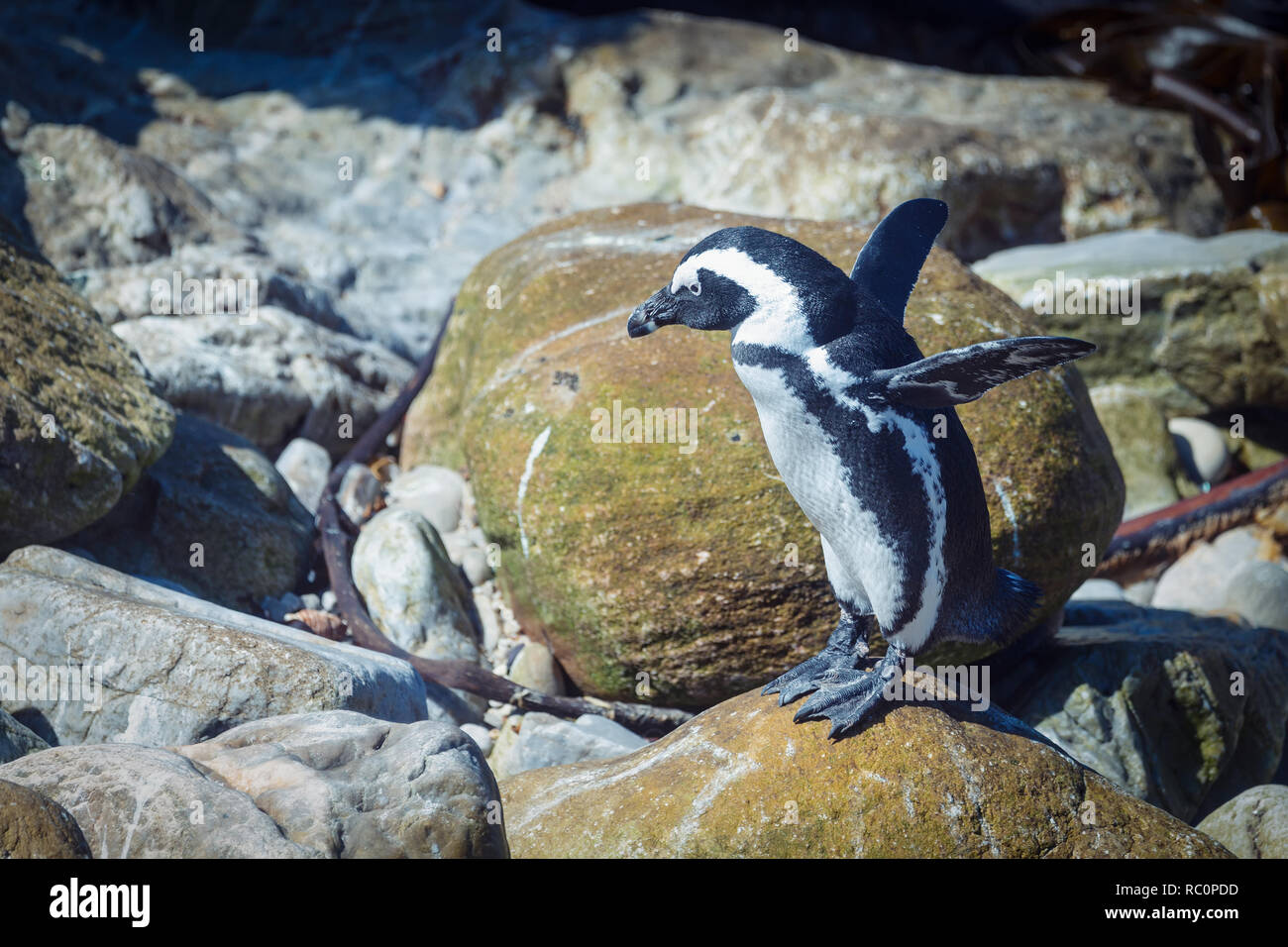 Funny african penguin raised wings preparing to jump Stock Photo - Alamy