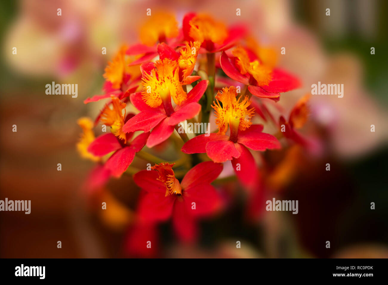 Fire star orchid (Epidendrum radicans), also known as ground-rooting ...