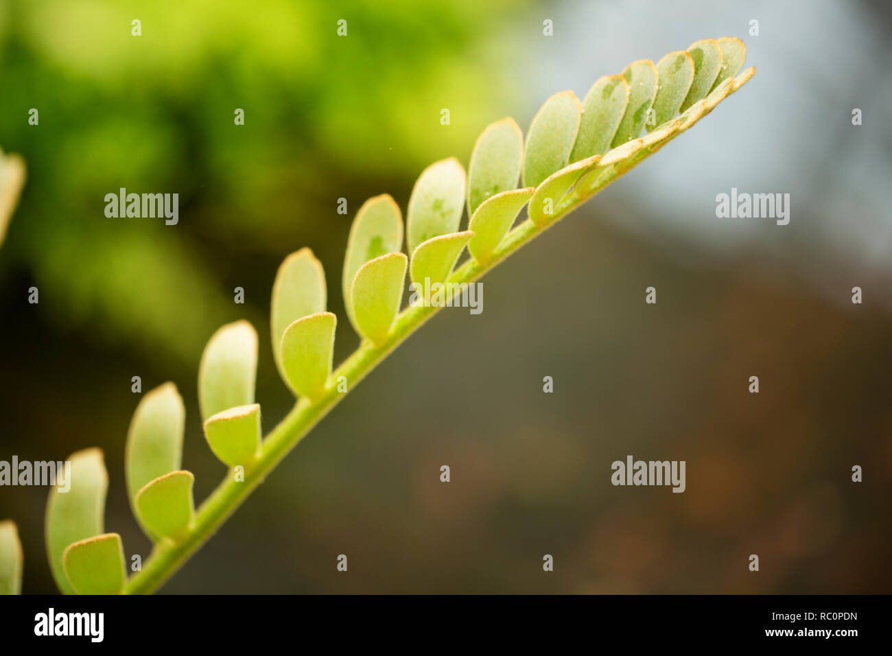 Cardboard palm (Zamia furfuracea), a member of the Zamiaceae family ...