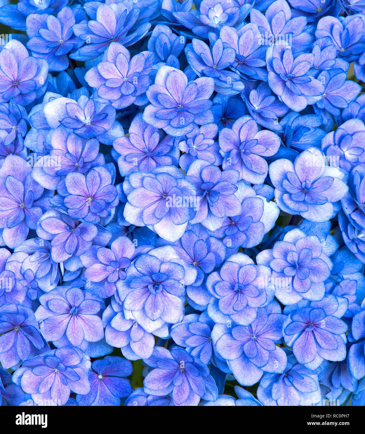 Beautiful purple blue hydrangea hi-res stock photography and images - Alamy