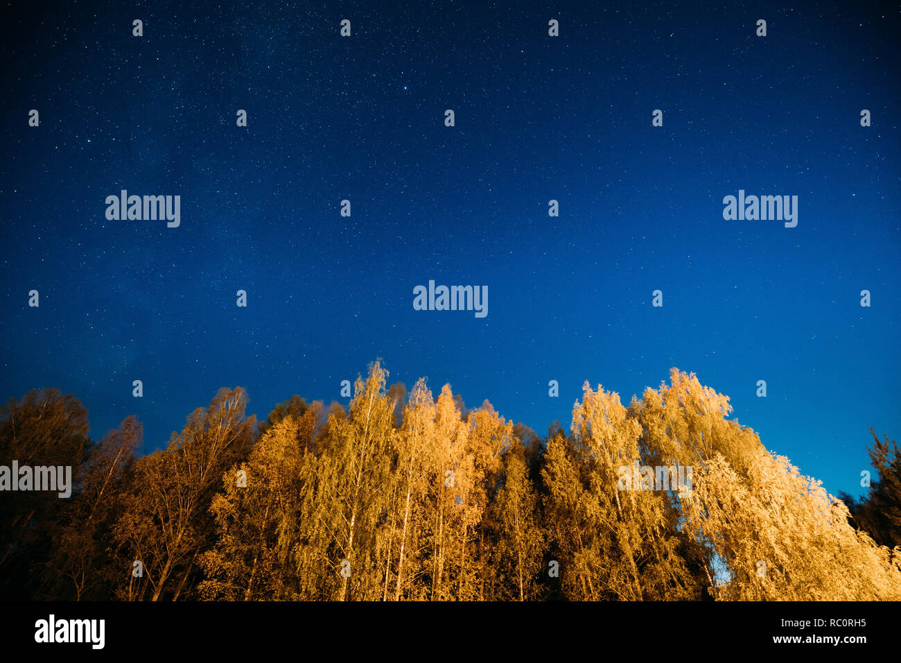 Night Starry Sky Above Autumn Trees In Forest. Glowing Stars Above ...
