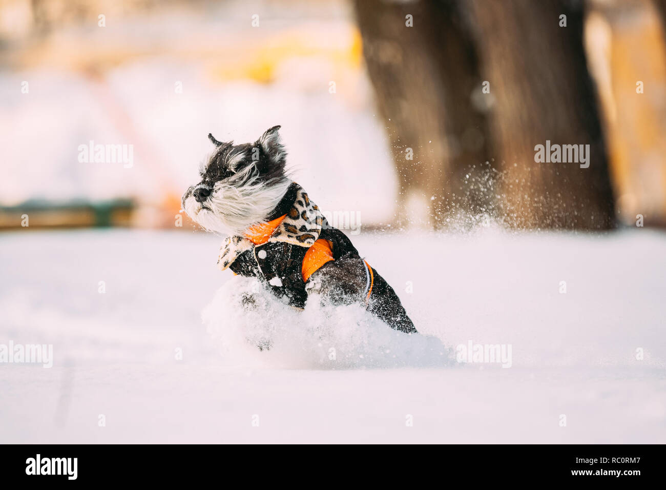 Miniature schnauzer dog hi-res stock photography and images - Alamy