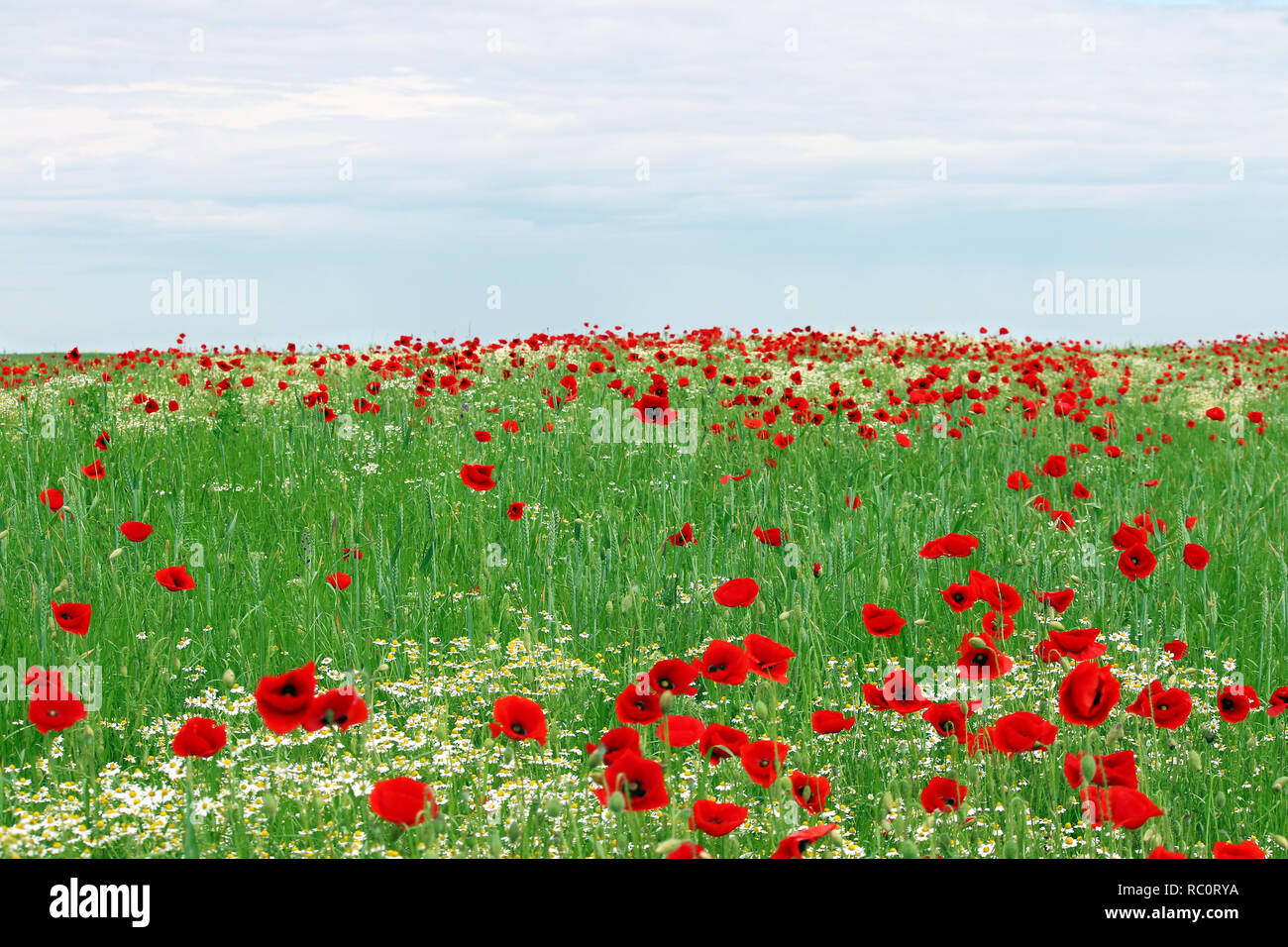 Rural countryside field flower hi-res stock photography and images - Alamy