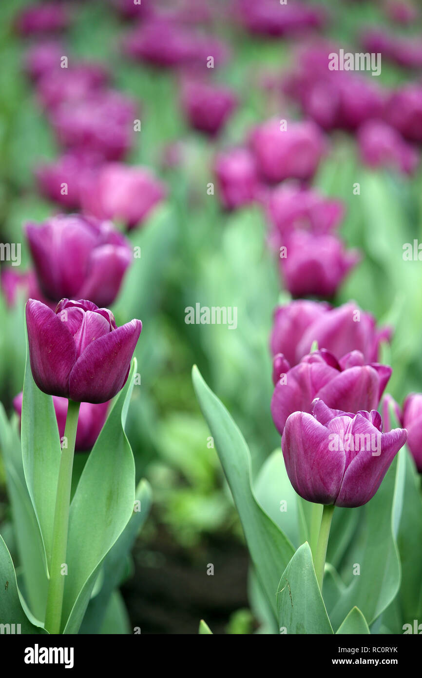 Tulip flowers garden spring season Stock Photo - Alamy