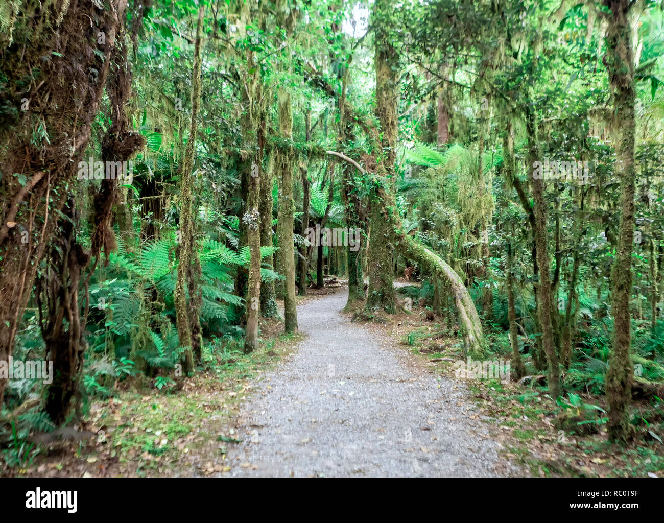 Roaring Billy Falls Track, New Zealand, South Island, NZ Stock Photo ...