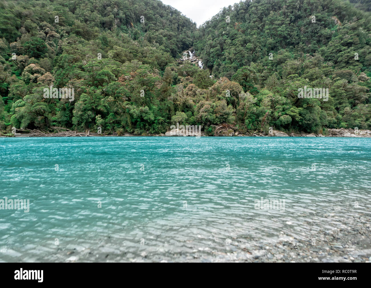 Roaring Billy Falls Track, New Zealand, South Island, NZ Stock Photo ...