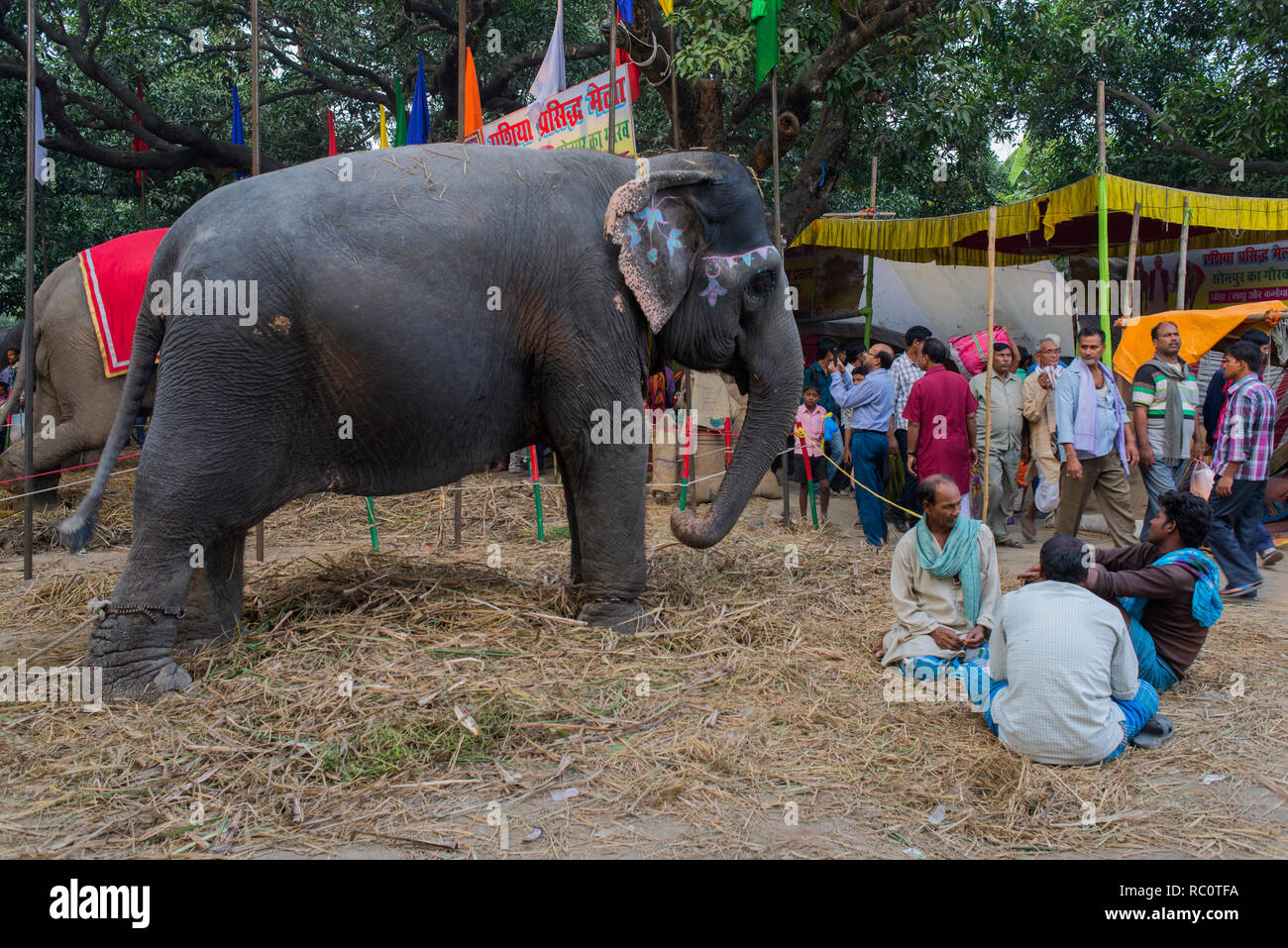 Annual cattle fair hi-res stock photography and images - Alamy